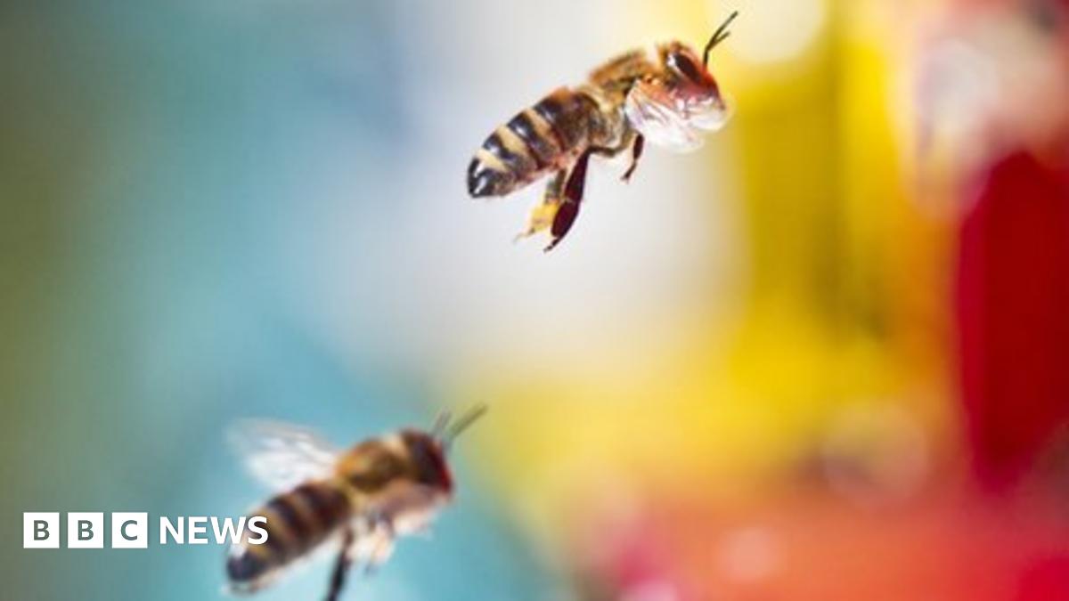 Bee deaths: EU to ban neonicotinoid pesticides - BBC News