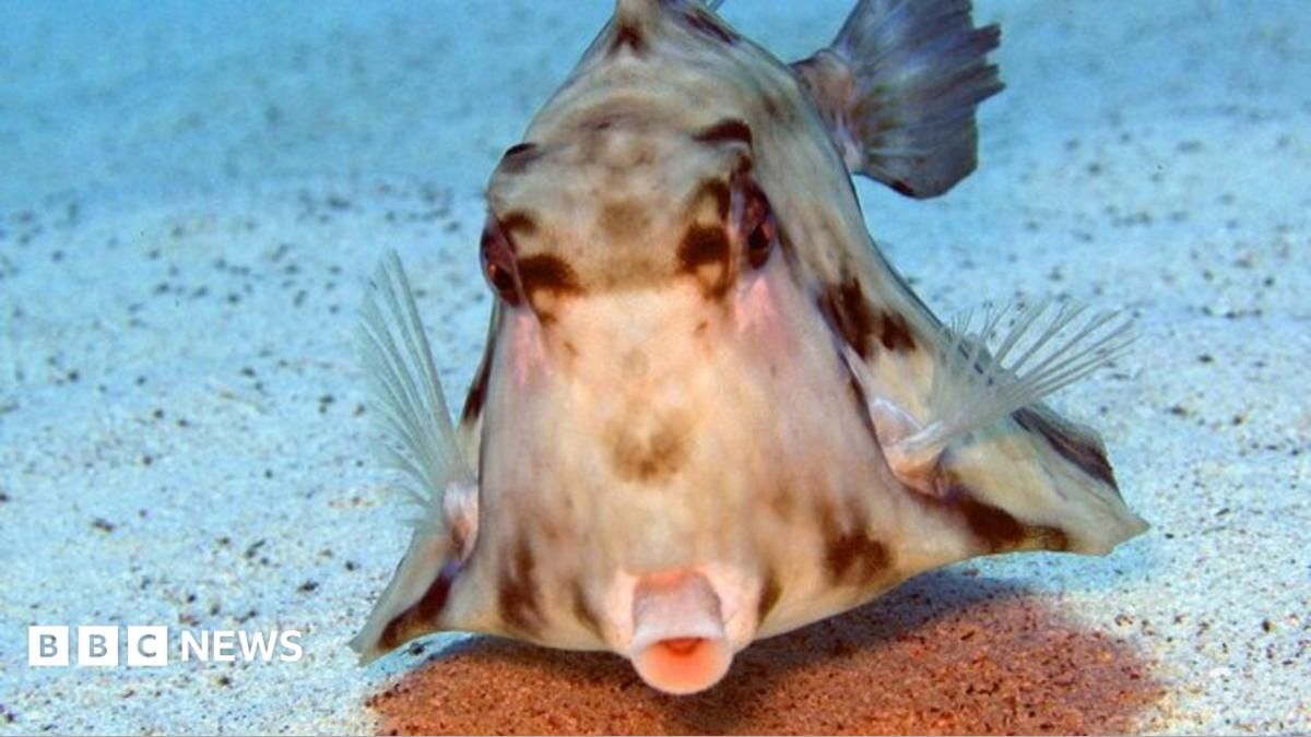 'Bizarre' fish pair go on display in Newquay aquarium - BBC News