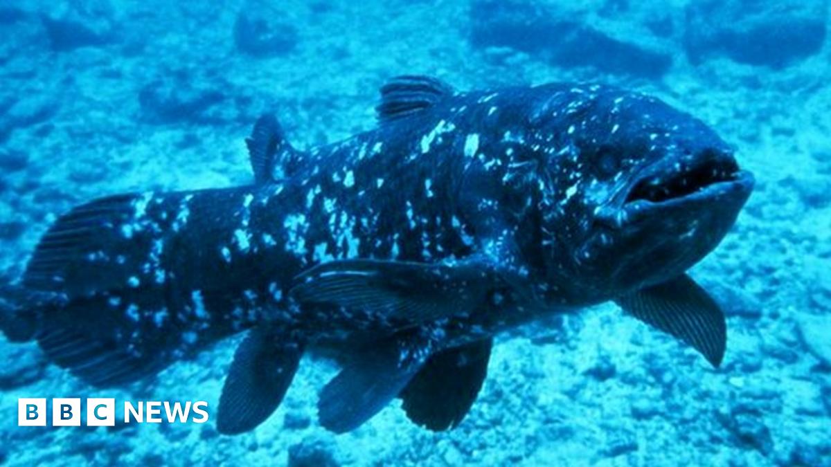 'Living fossil' coelacanth genome sequenced - BBC News