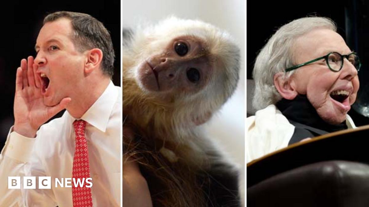 Tweets of the week: Bieber's monkey and Roger Ebert - BBC News