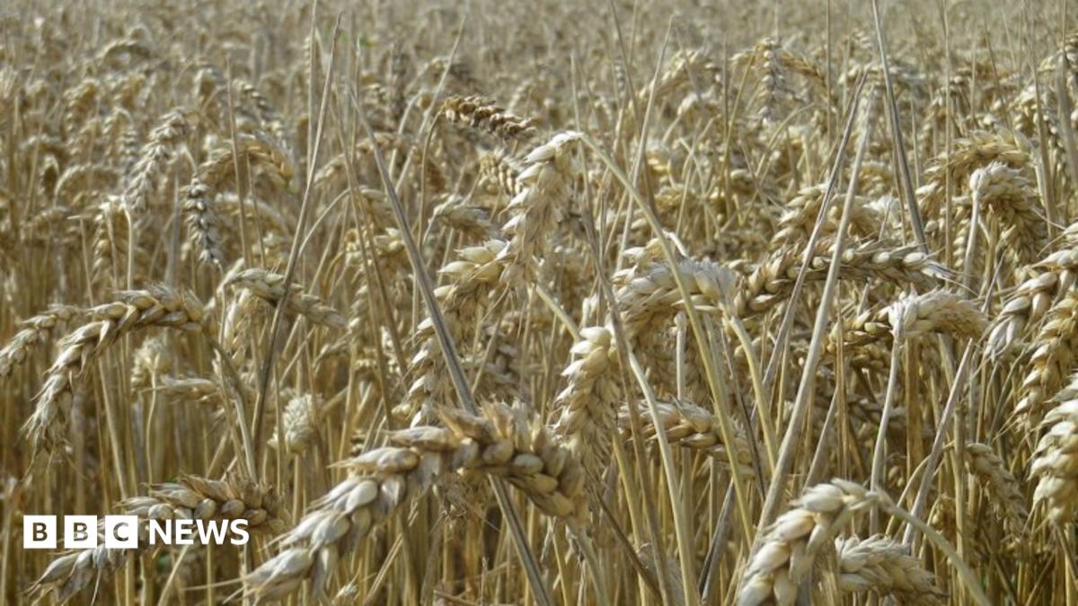 Britain 'running out of wheat' owing to bad weather - BBC News