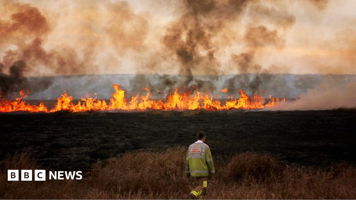 Parkgate marsh fire destroys birds' habitat - BBC News