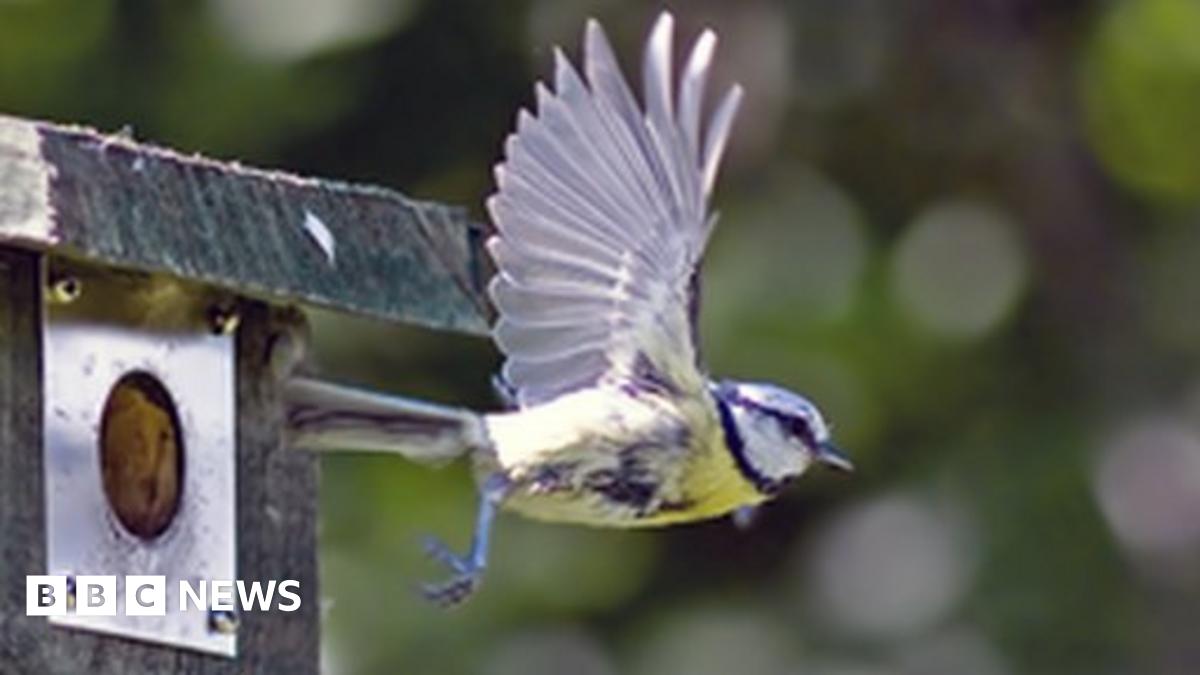 Devon bird spotting 'atlas' to be produced - BBC News