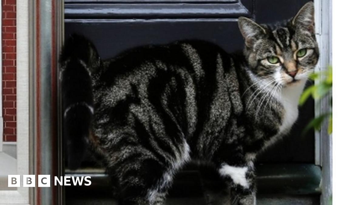 Pet poll reveals owners' devotion - BBC News