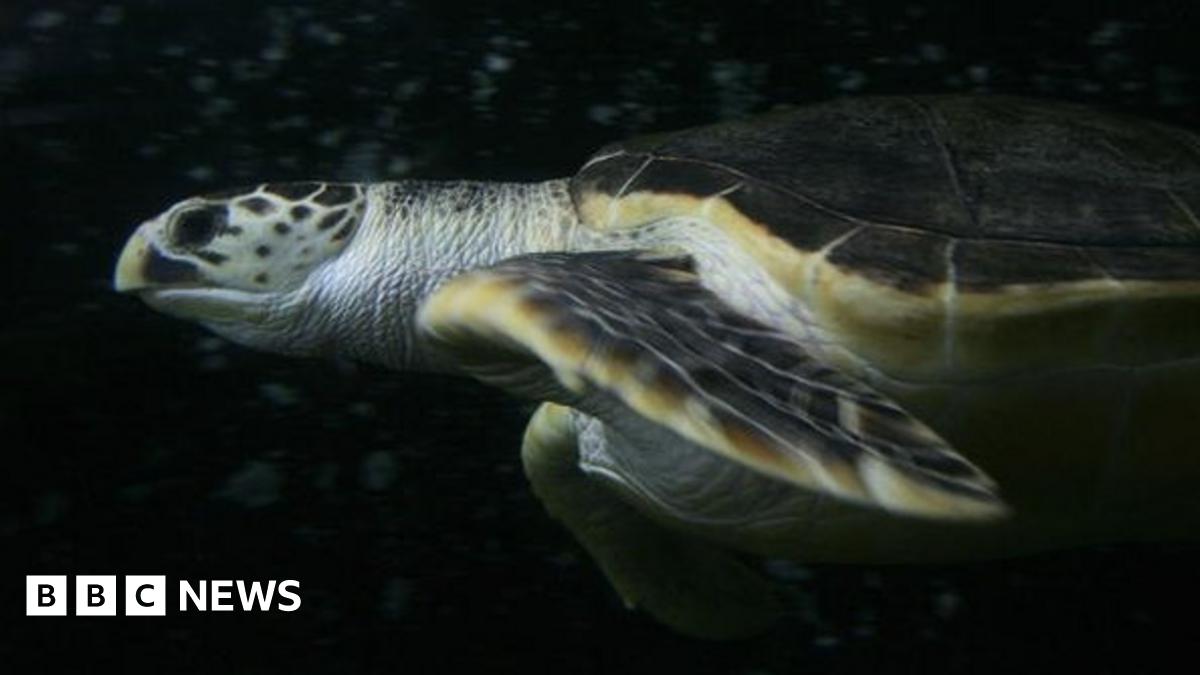 New law to protect Puerto Rico leatherback turtles - BBC News