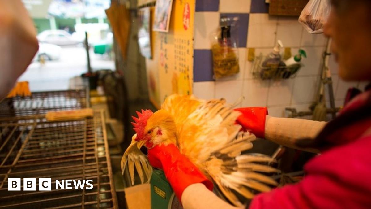 China bird flu: Reported H7N9 cases rise to 60 - BBC News
