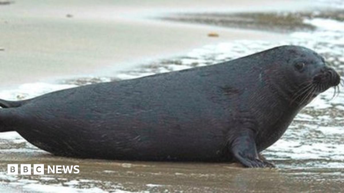 Rescued Aberdeen black seal pup released back into wild - BBC News