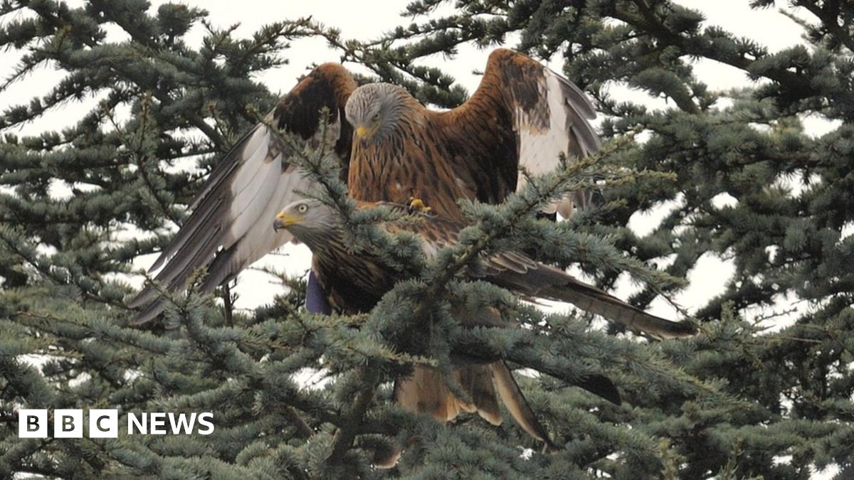 Cold March affects red kite breeding in the Chilterns - BBC News