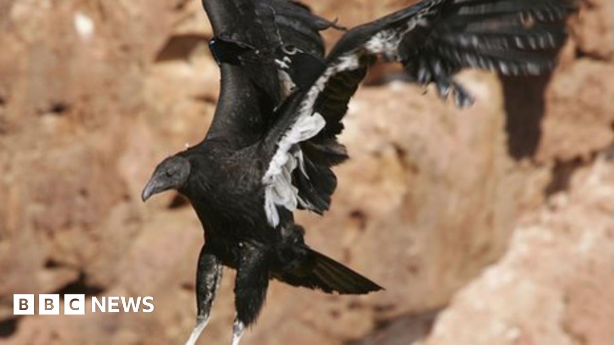 Lead bullet fragments poison rare US condors - BBC News