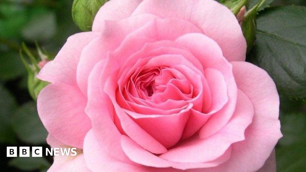 Margaret Thatcher honoured with rose in Grantham - BBC News