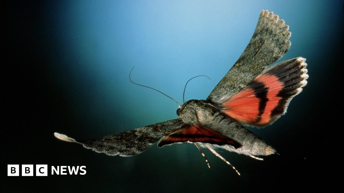 Footage reveals how insects use their bodies to hover - BBC News