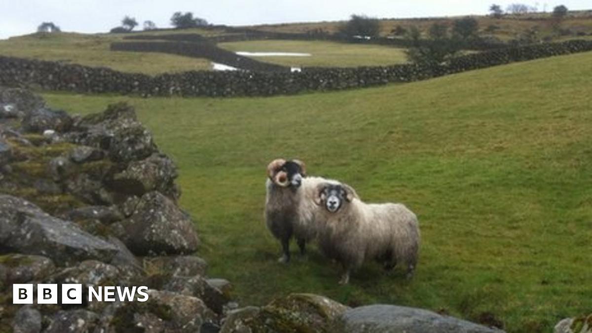 Lost sheep 'survive 23 days trapped in heavy snow' in NI - BBC News