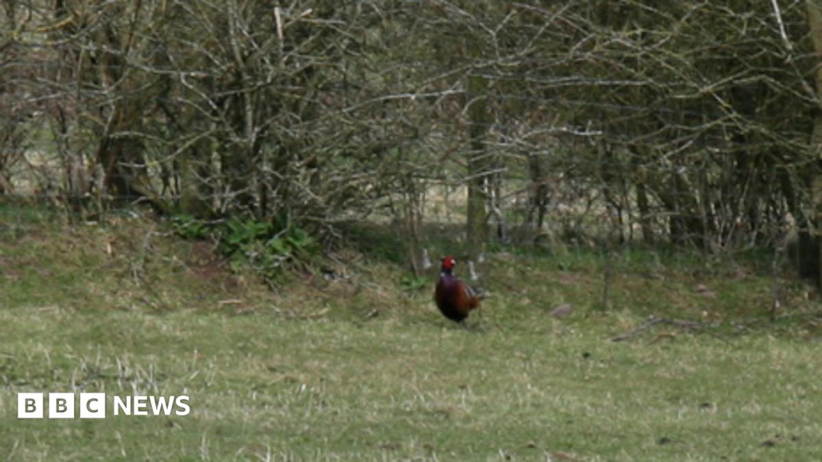 Pheasant terrorises Shropshire family - BBC News