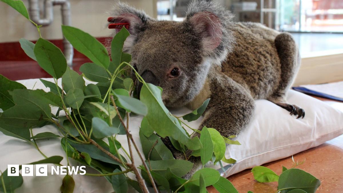 Koala chlamydia: The STD threatening an Australian icon - BBC News