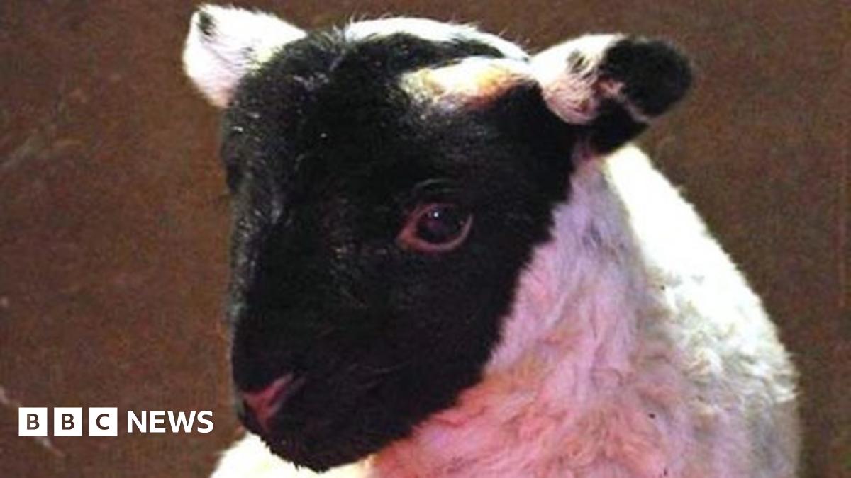 River rescue lamb in legal wrangle in Aberdeenshire - BBC News