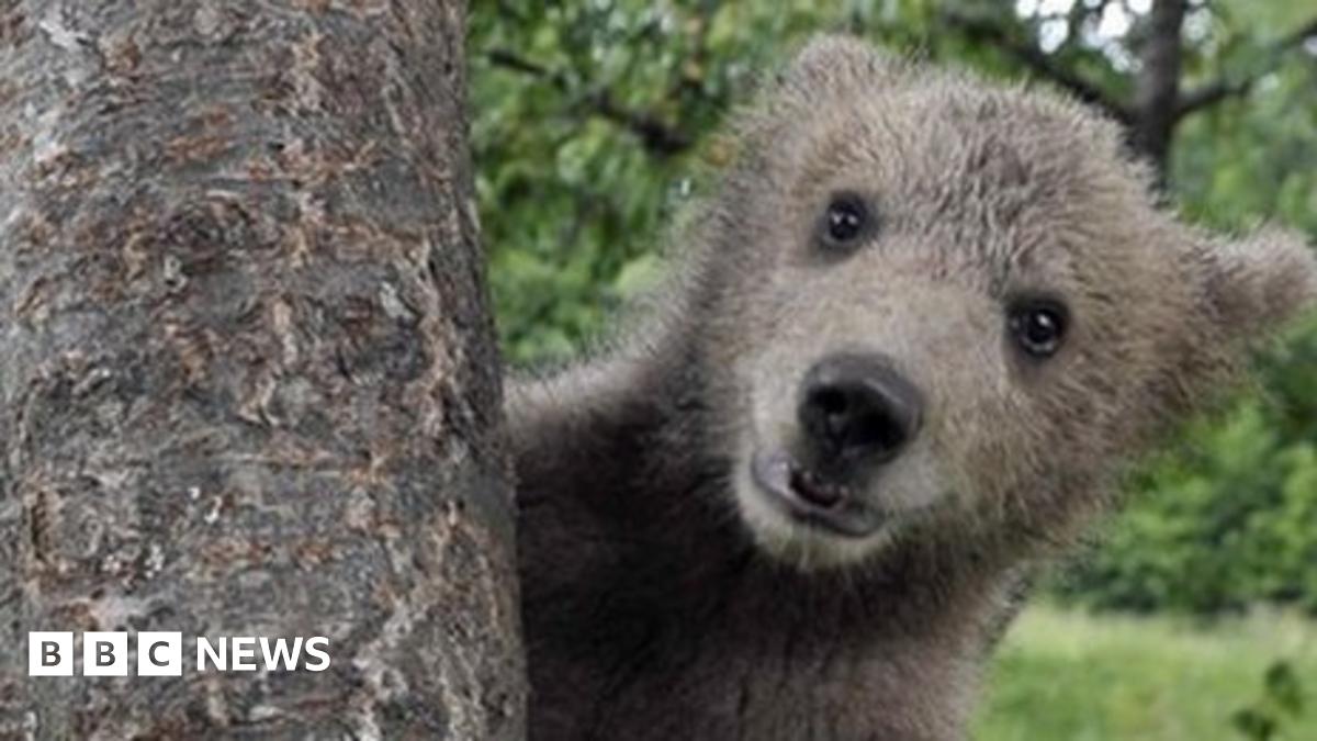 Bringing bears to Scotland to be debated at Lochinver - BBC News