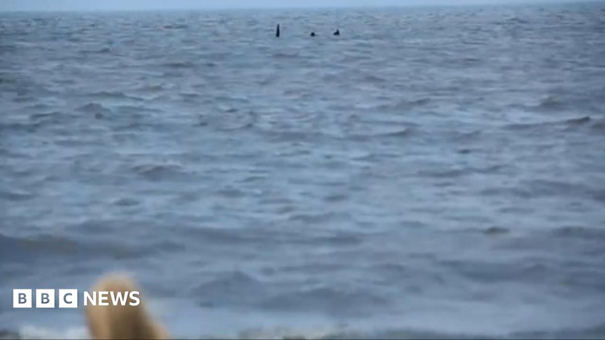 'Skegness Monster' was James May TV show hoax - BBC News