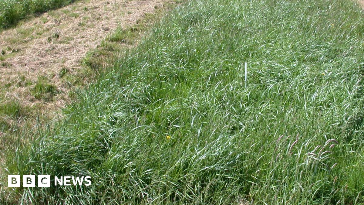 Hybrid grass 'could reduce flooding impact' - BBC News