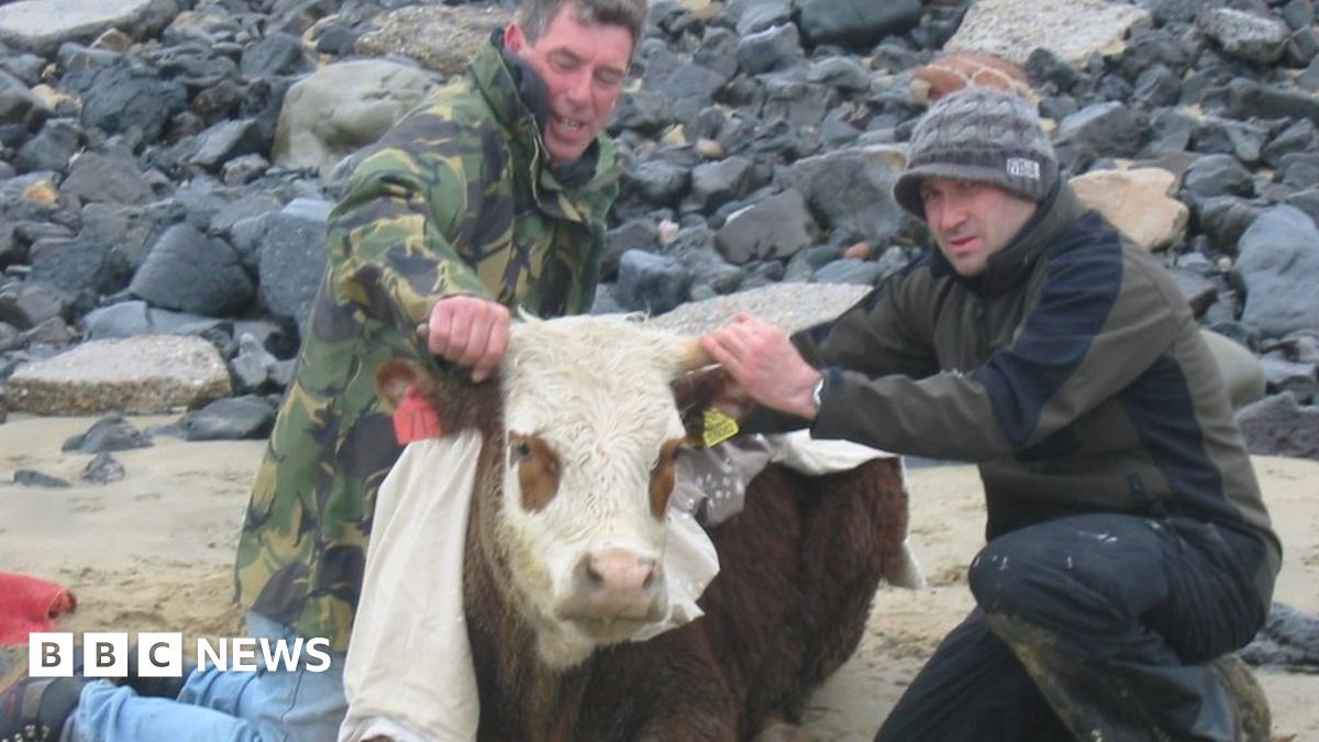 Nine cows drown off Cefn Sidan beach, Carmarthenshire - BBC News
