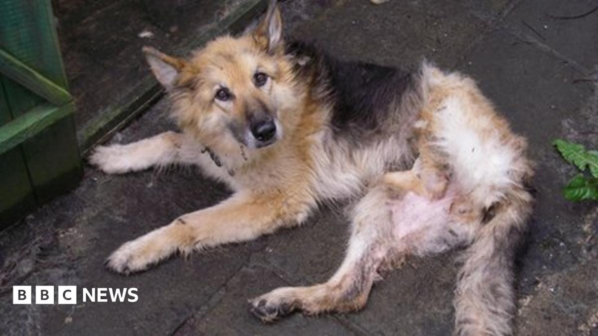 Animal cruelty and neglect convictions rise, RSPCA says - BBC News