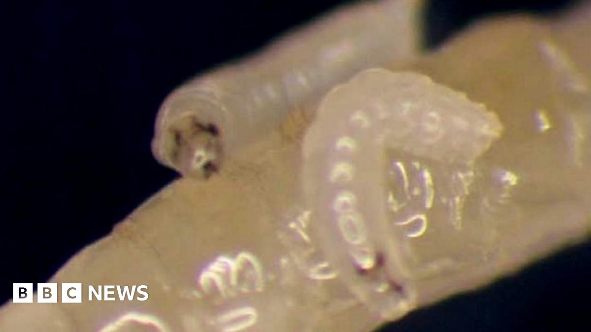 Cannibal fruit flies: Lab maggots hunt one another - BBC News