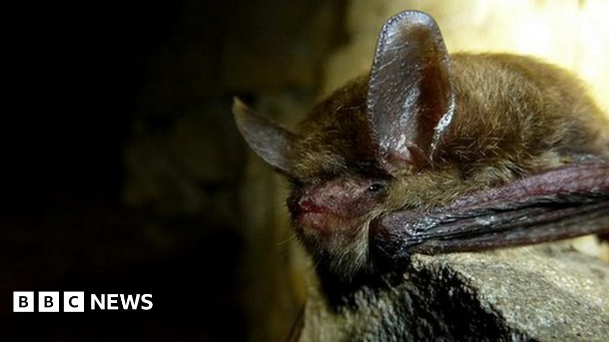 Cold War bunkers offer bats refuge from killer disease - BBC News