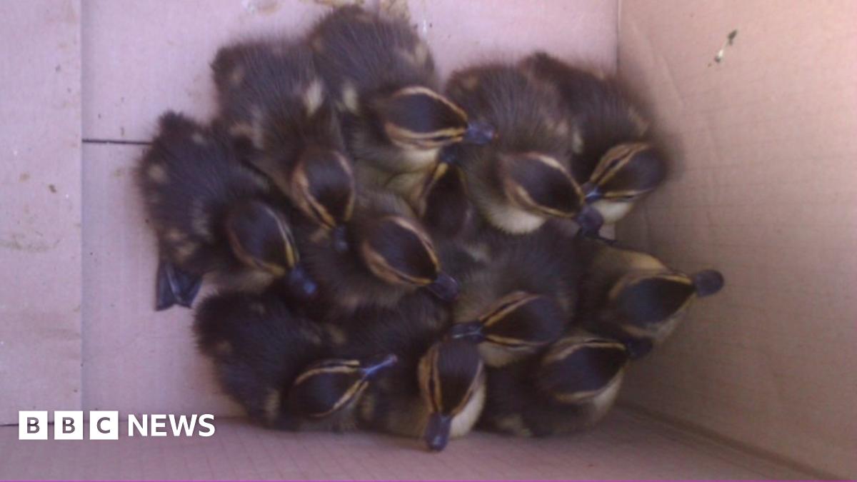 Lost ducklings rescued from castle keep in Tamworth - BBC News