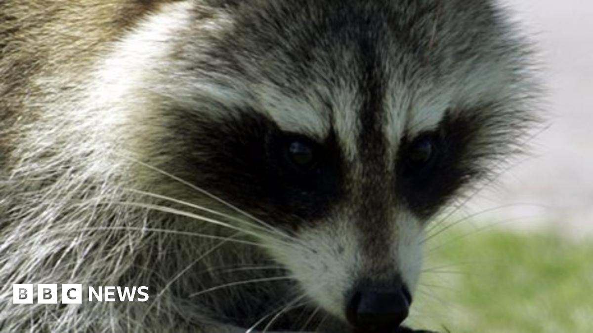 Escaped wildlife park raccoon found in Callander garden - BBC News