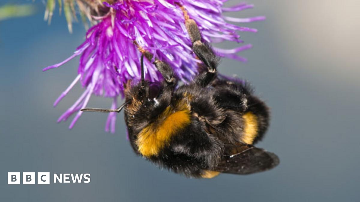 Bees on their knees while bed bugs boom - BBC News
