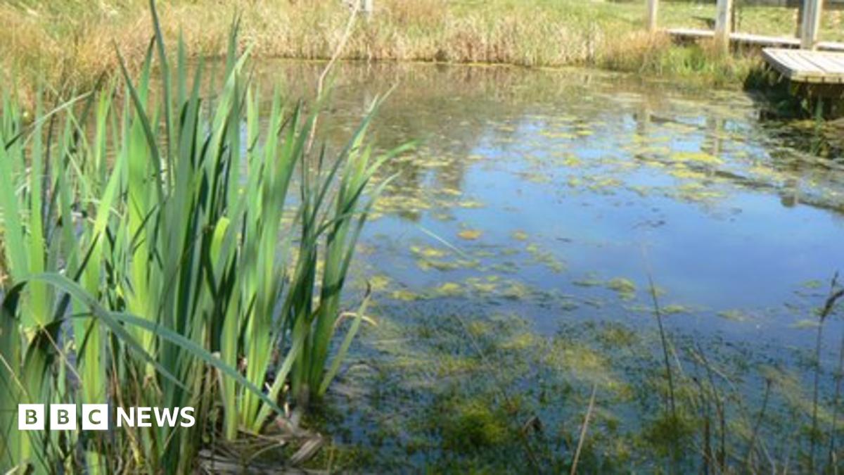 Fish dumped in Lingfield Nature Reserves' pond - BBC News