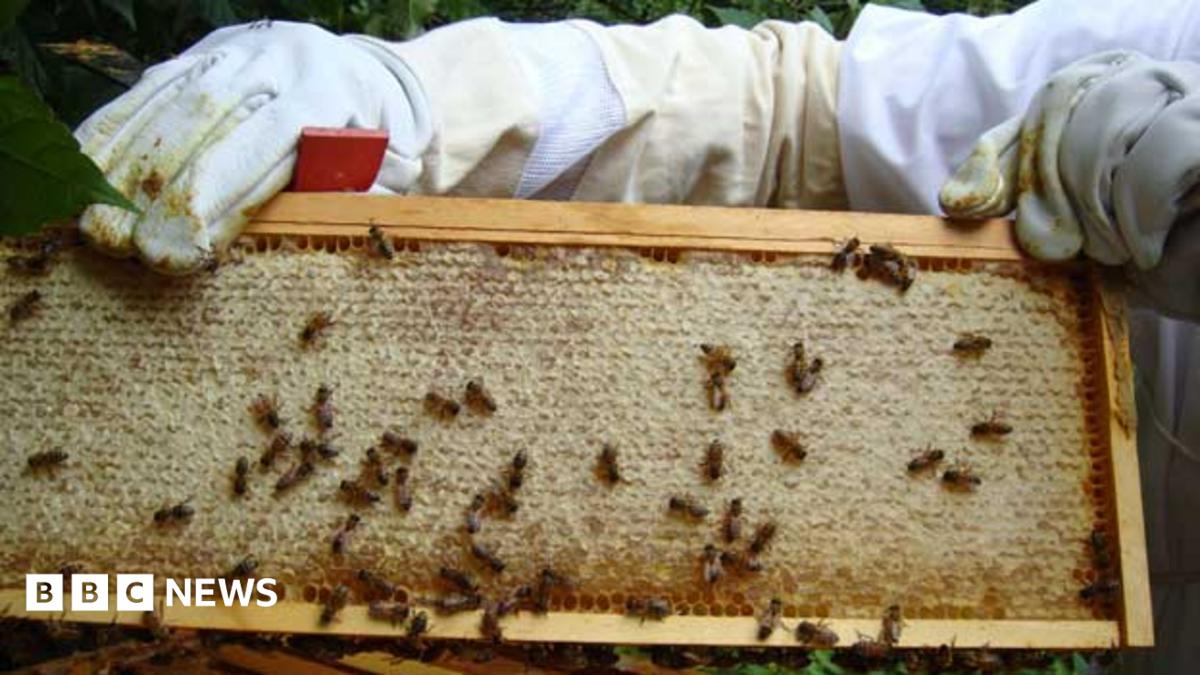 Making a bee-line for city roofs - BBC News