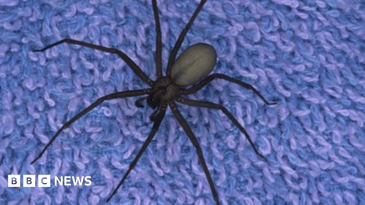 Scientists raise hope of vaccine against spider bites - BBC News