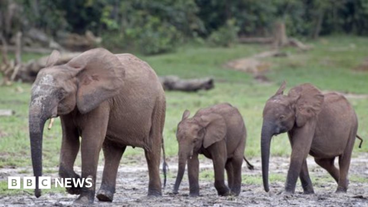 'Twenty-six' forest elephants slaughtered in Central Africa - BBC News
