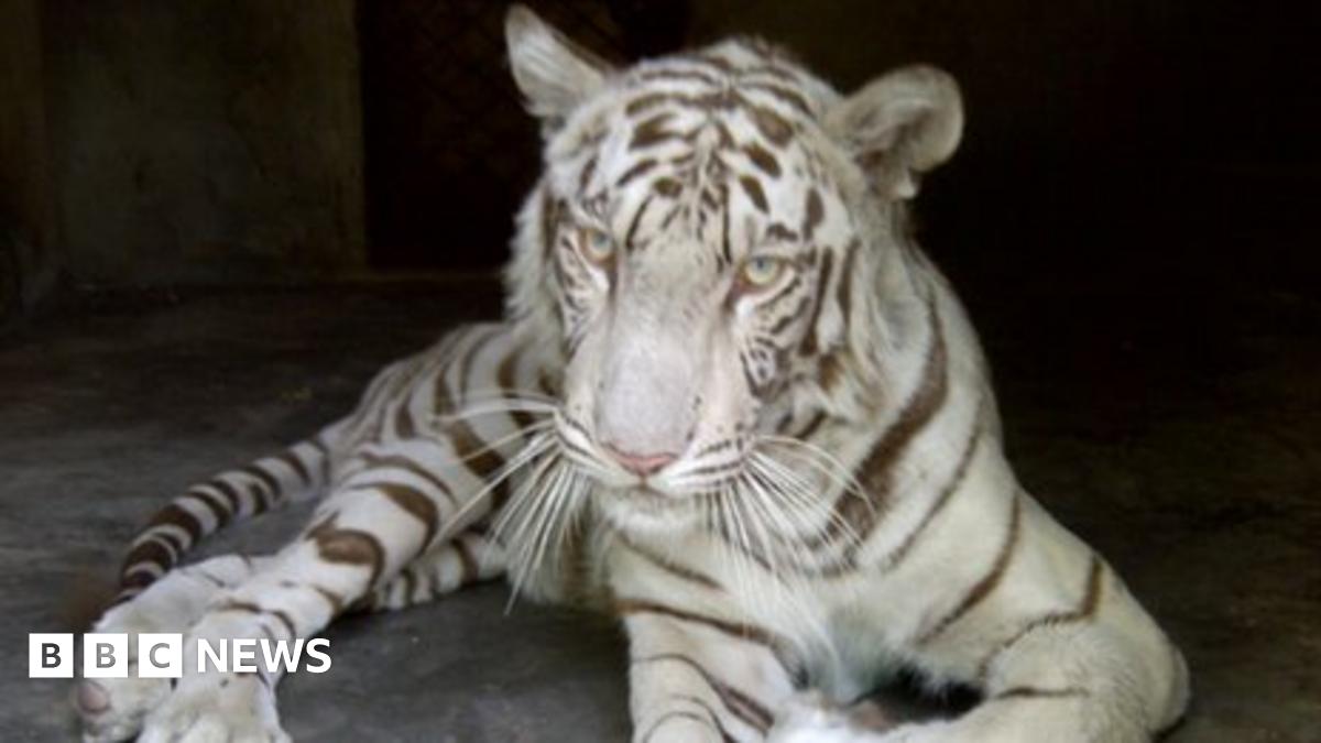 Nawaz Sharif party tiger 'alive and well' - BBC News