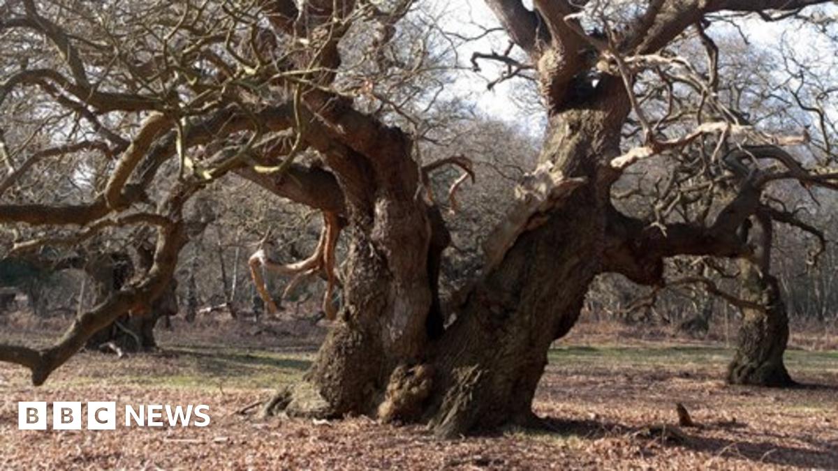 In pictures: Suffolk's ancient oaks by Paul Dixon - BBC News