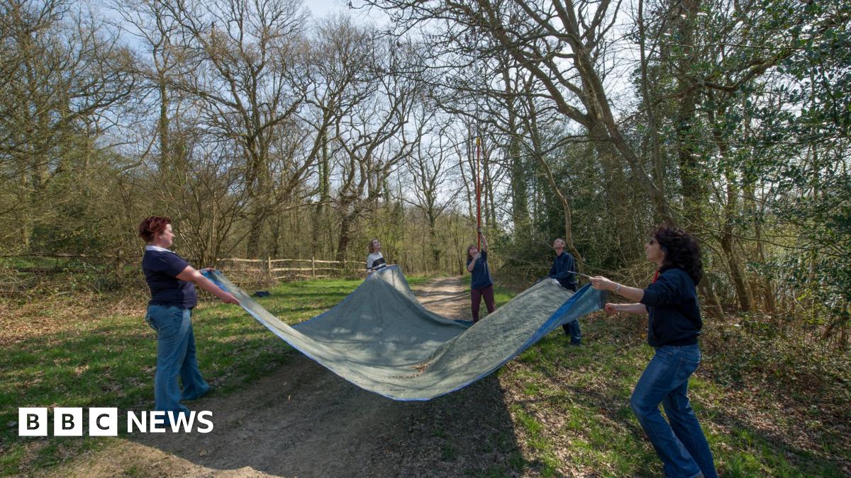 Establishing UK tree seed bank 'crucial' - BBC News