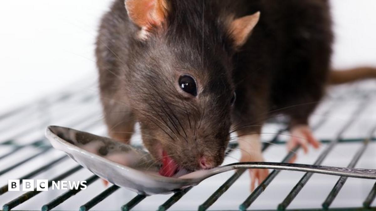 Rat meat and Chinese food safety - BBC News