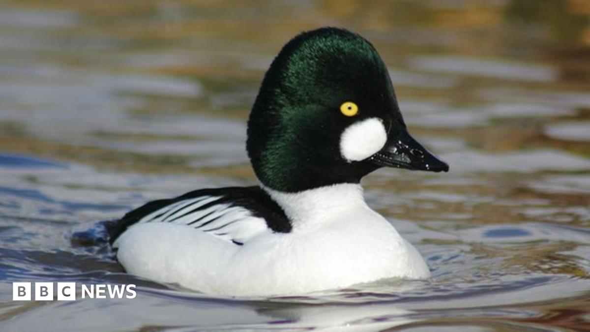 Climate change shifts migrating birds' wintering ground - BBC News