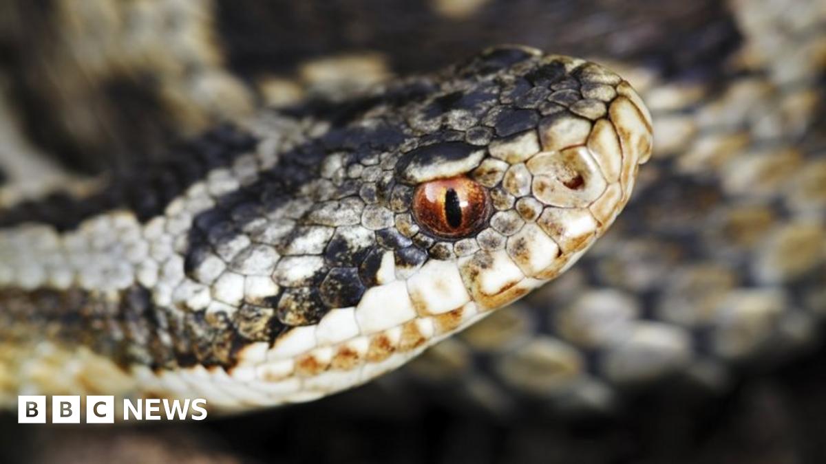 Adders tagged in South Downs conservation scheme - BBC News