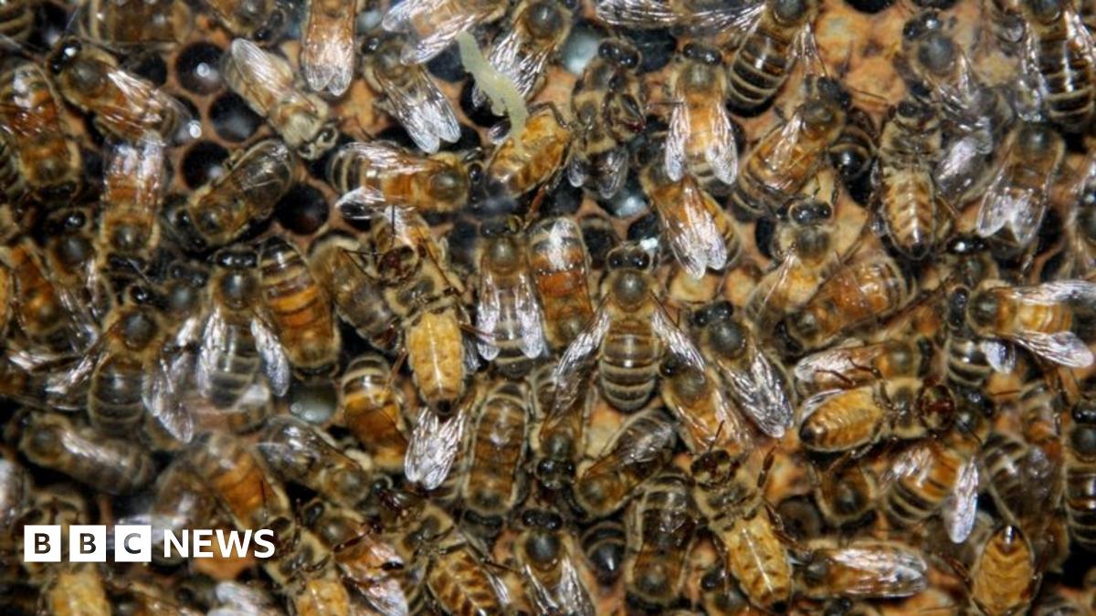 Islanders warned of increase in bee swarms in Jersey - BBC News