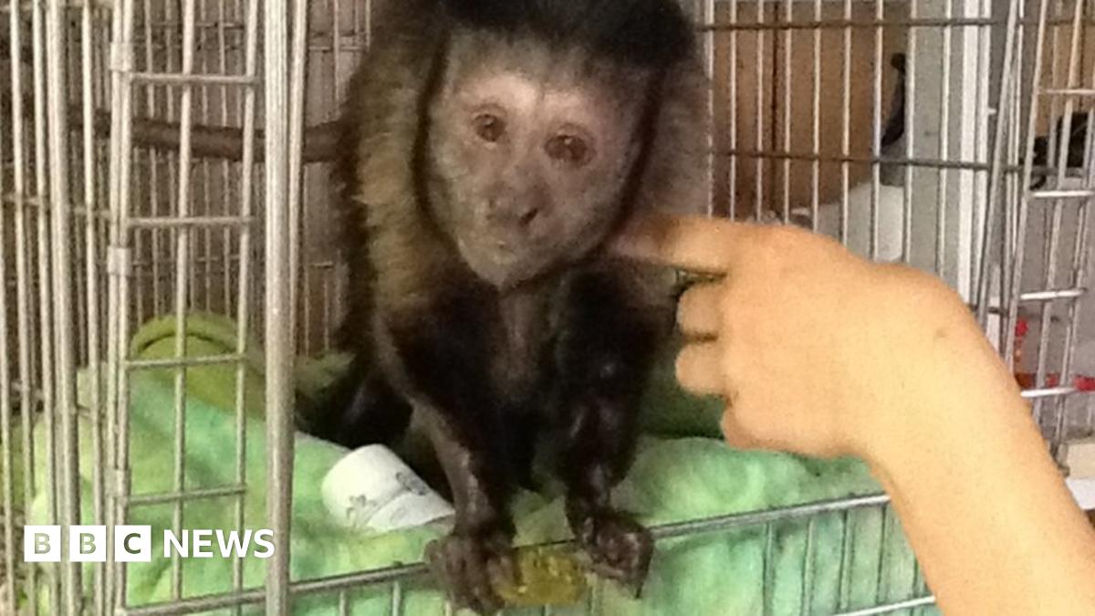 Derby couple helping to treat diabetic monkeys - BBC News