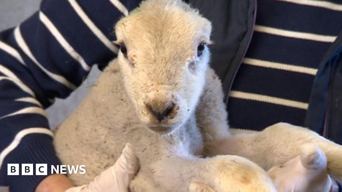 Lamb has ears cut off in attack on Nottinghamshire farm - BBC News