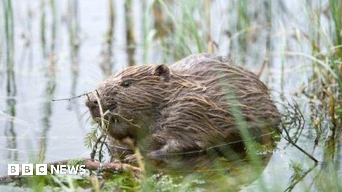Beavers' return: Afon Rheidol river near Aberystwyth is preferred site ...