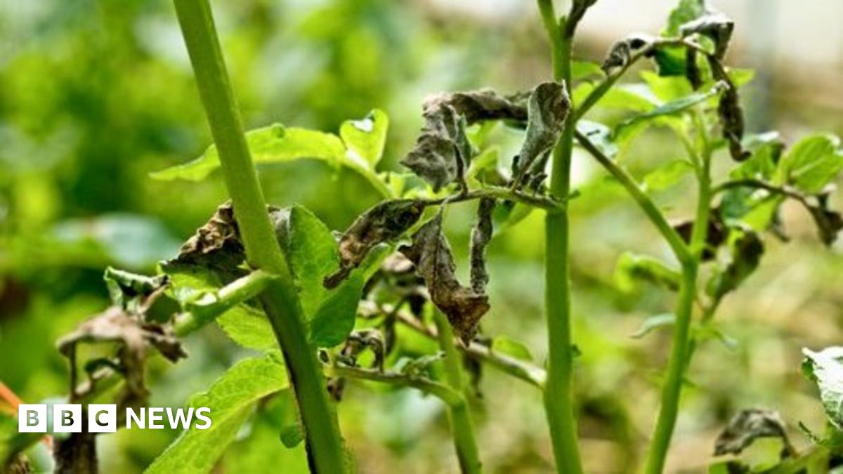 Irish potato famine pathogen identified - BBC News