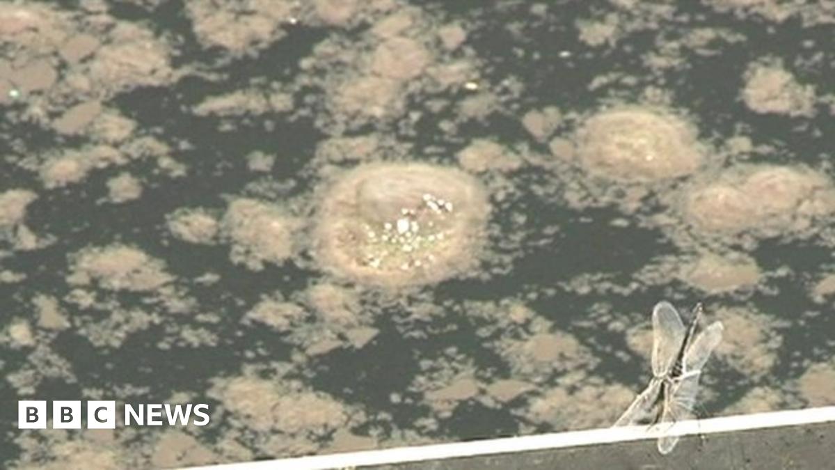 Sewage tech lets companies sort profit from Dubai poo - BBC News