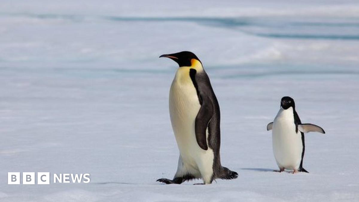 Puzzle of why penguin cannot fly 'solved' - BBC News