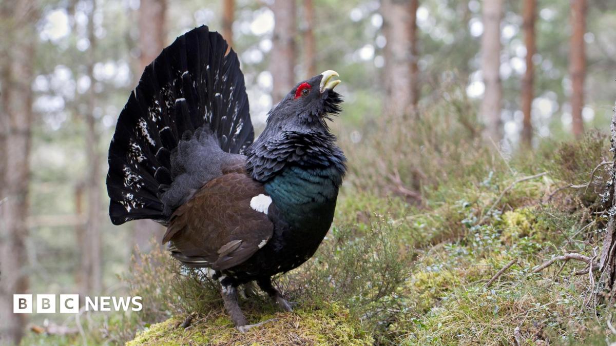 State of Nature: Scottish wildlife 'under growing threat' - BBC News