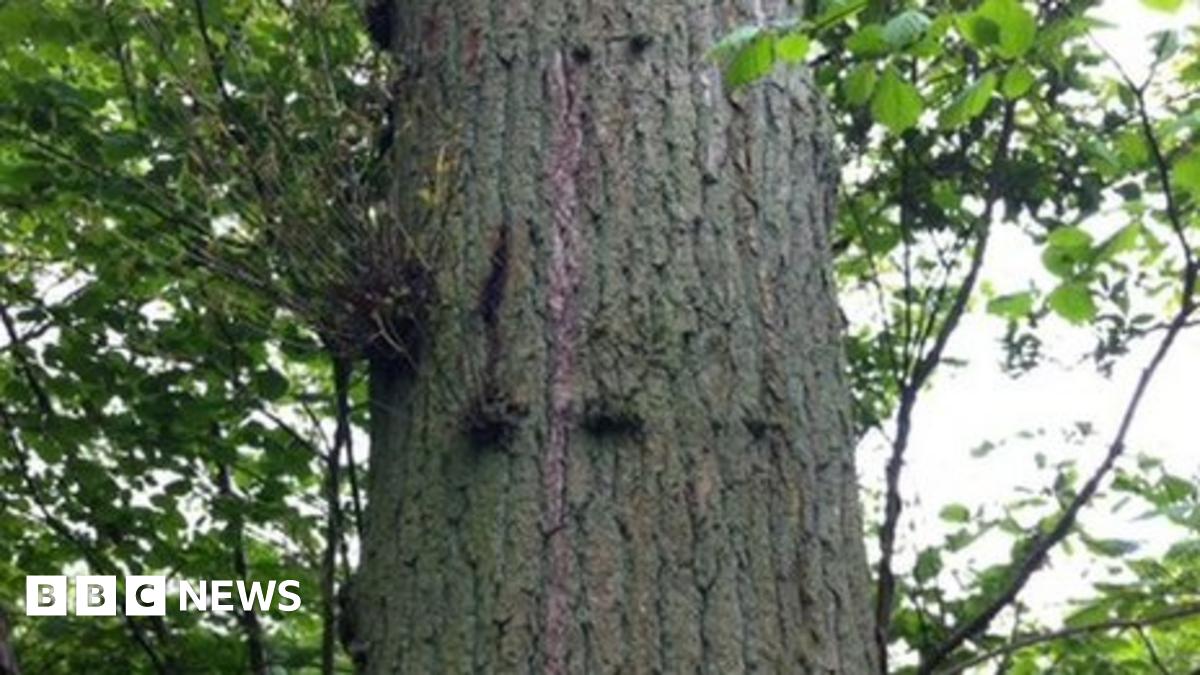 Worcester oak trees affected by deadly disease - BBC News