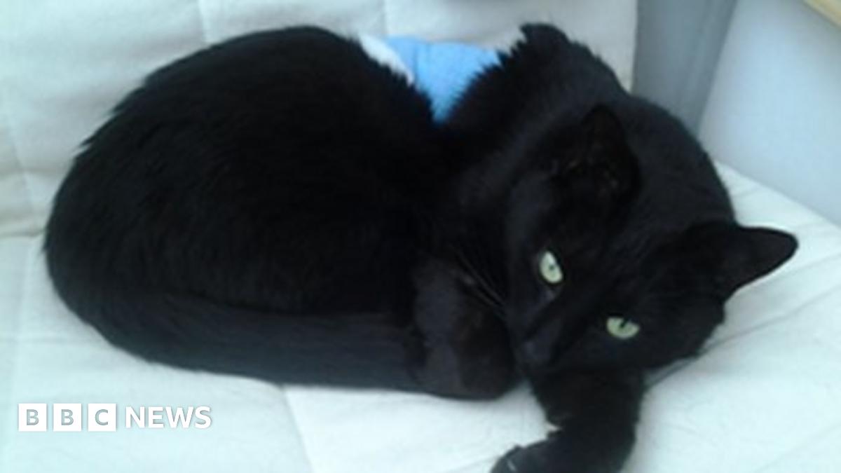 Cat shot with air rifle has 'lucky escape' - BBC News