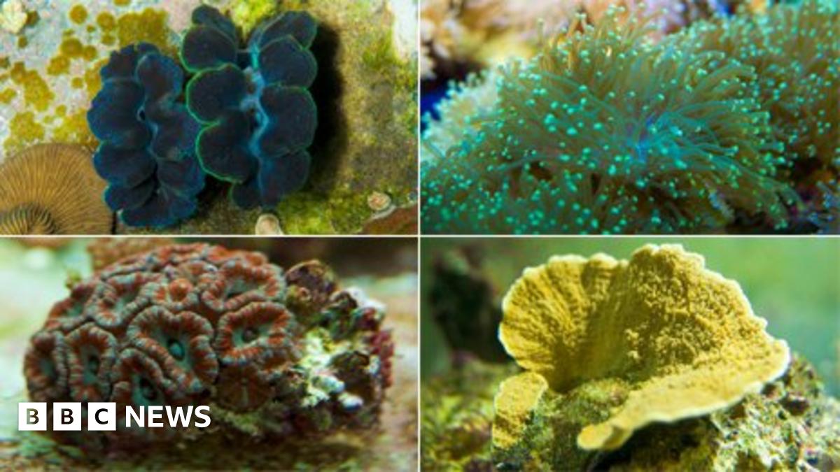 Man who tried to smuggle rare corals and clams jailed - BBC News
